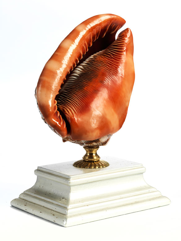 Cassis Rufa-Muschel - Hampel Kunstauktionen