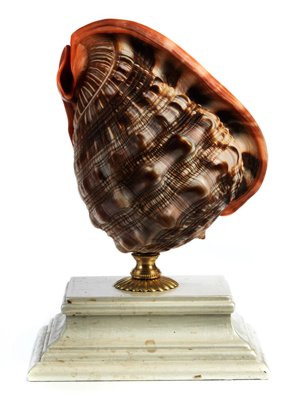 Cassis Rufa-Muschel - Hampel Kunstauktionen