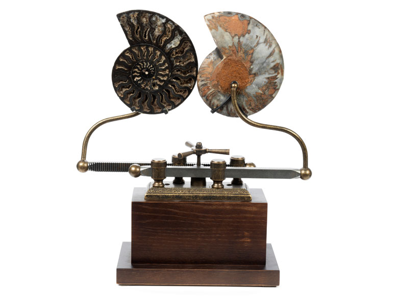 Ammonit auf verstellbarem Sockel - Hampel Fine Art Auctions