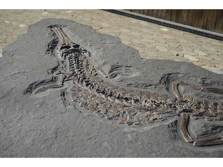 Hochseekrokodil (Steneosaurus bollensis) - Hampel Kunstauktionen