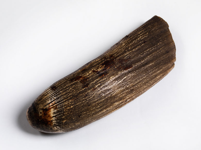 Zahn eines Pottwals - Hampel Kunstauktionen