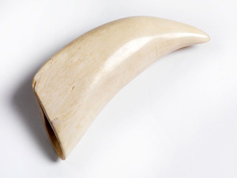 Pottwalzahn - Hampel Kunstauktionen